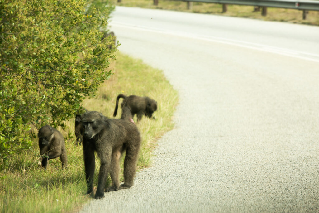 Living with baboons – how to make life easier - George Municipality