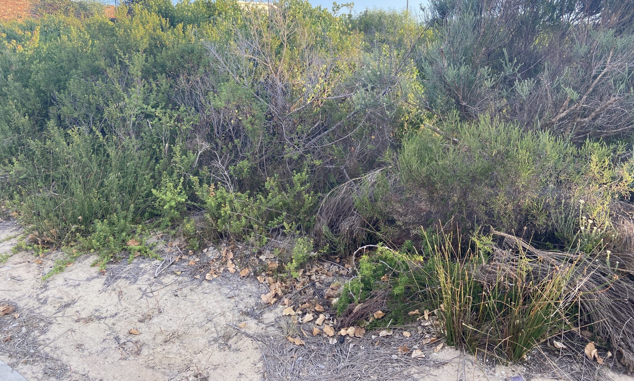 OVERGROWN PROPERTIES - George Municipality