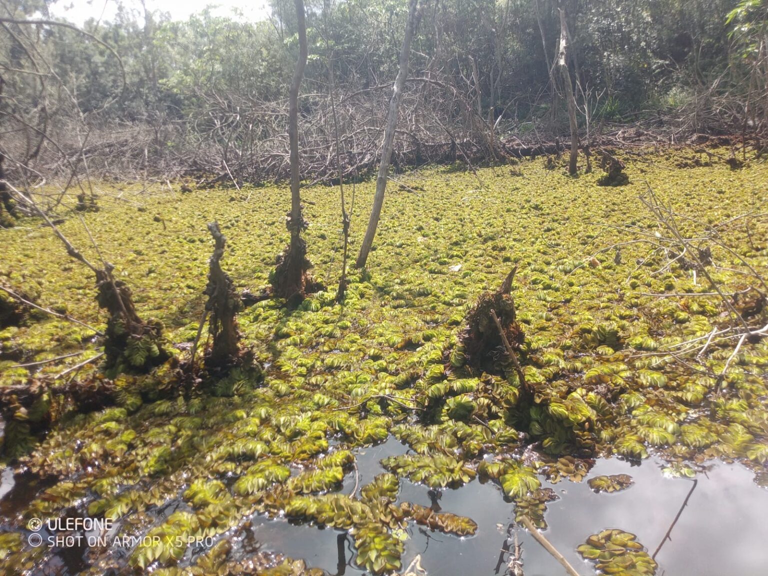 Introduction of Weevils to Control Kariba Weed in Garden Route Dam ...