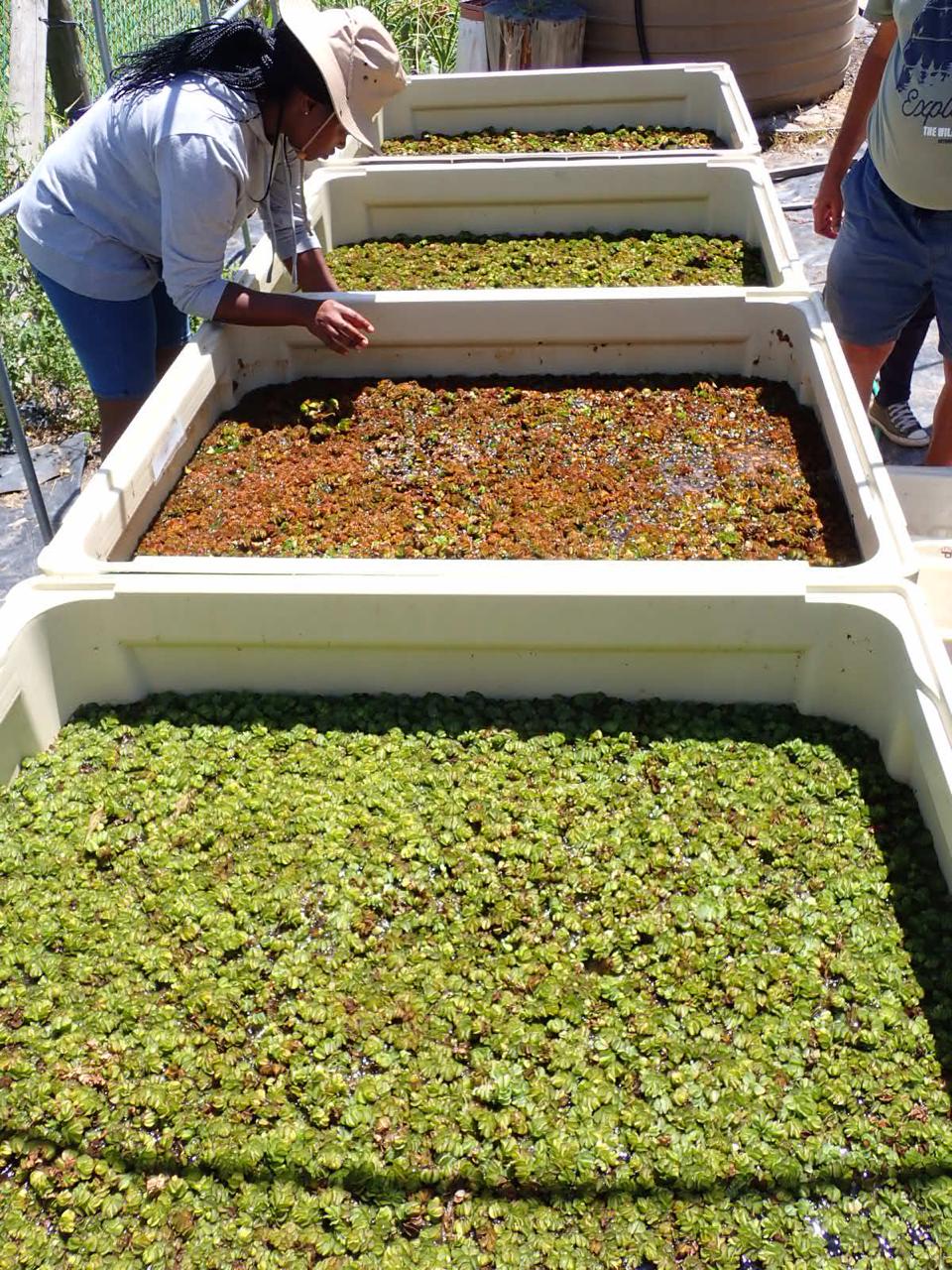 Introduction of Weevils to Control Kariba Weed in Garden Route Dam ...