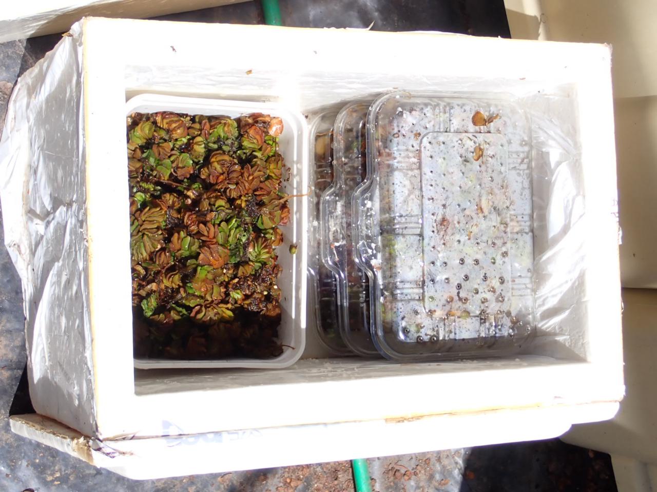 Introduction of Weevils to Control Kariba Weed in Garden Route Dam ...
