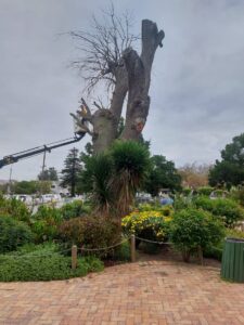 Trimming of Historic "Slave Tree" for Safety Reasons - George Municipality