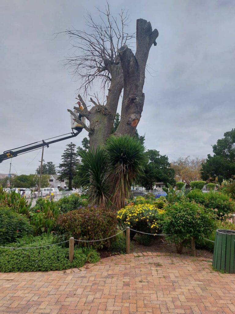 Trimming of Historic "Slave Tree" for Safety Reasons - George Municipality