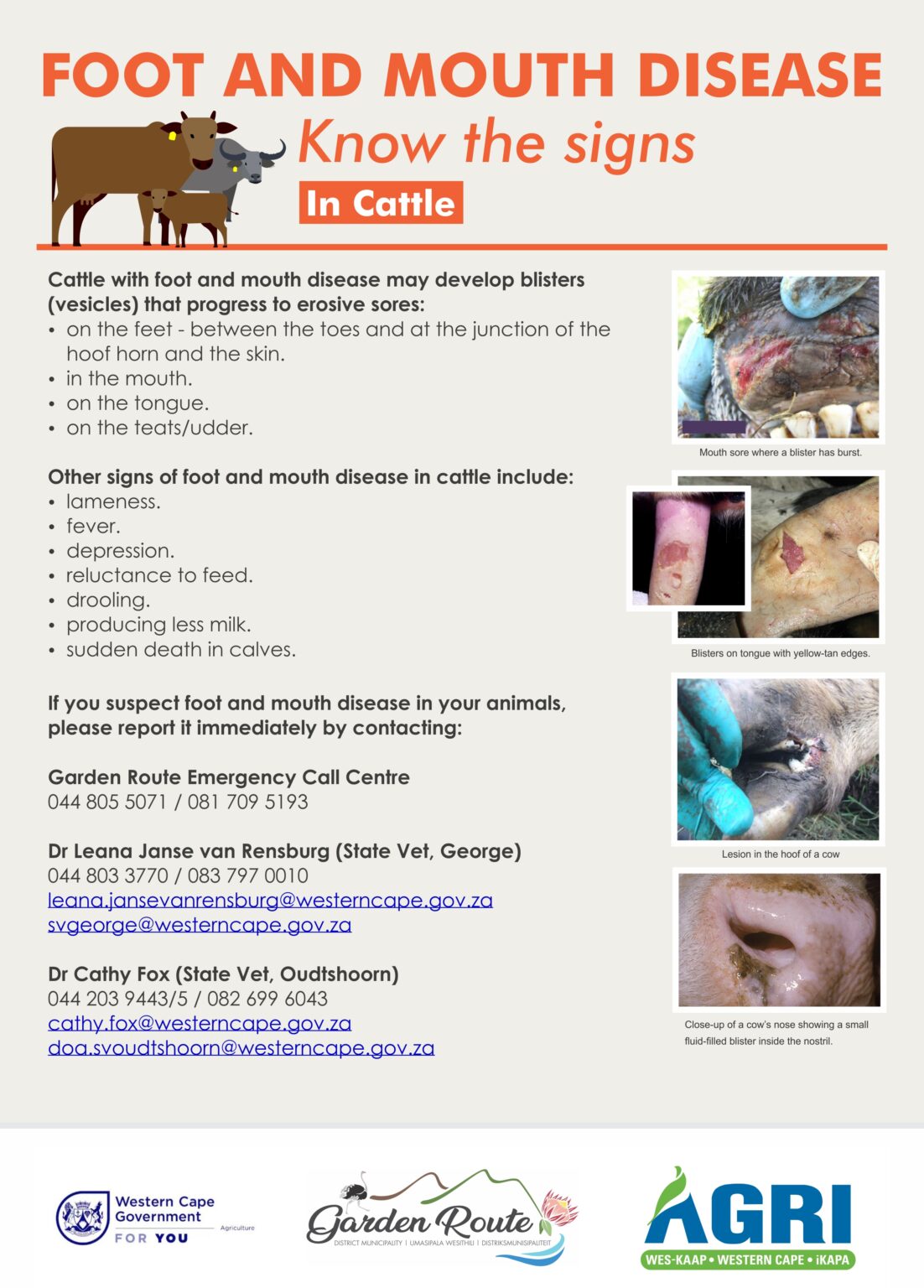 Foot and Mouth Disease: Know the signs - George Municipality